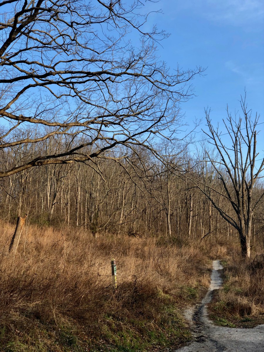 The Road To 50k: First Steps – Run, Kamandi, Run!